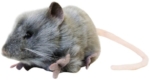Kuscheltier Ratten - Plueschtier.net